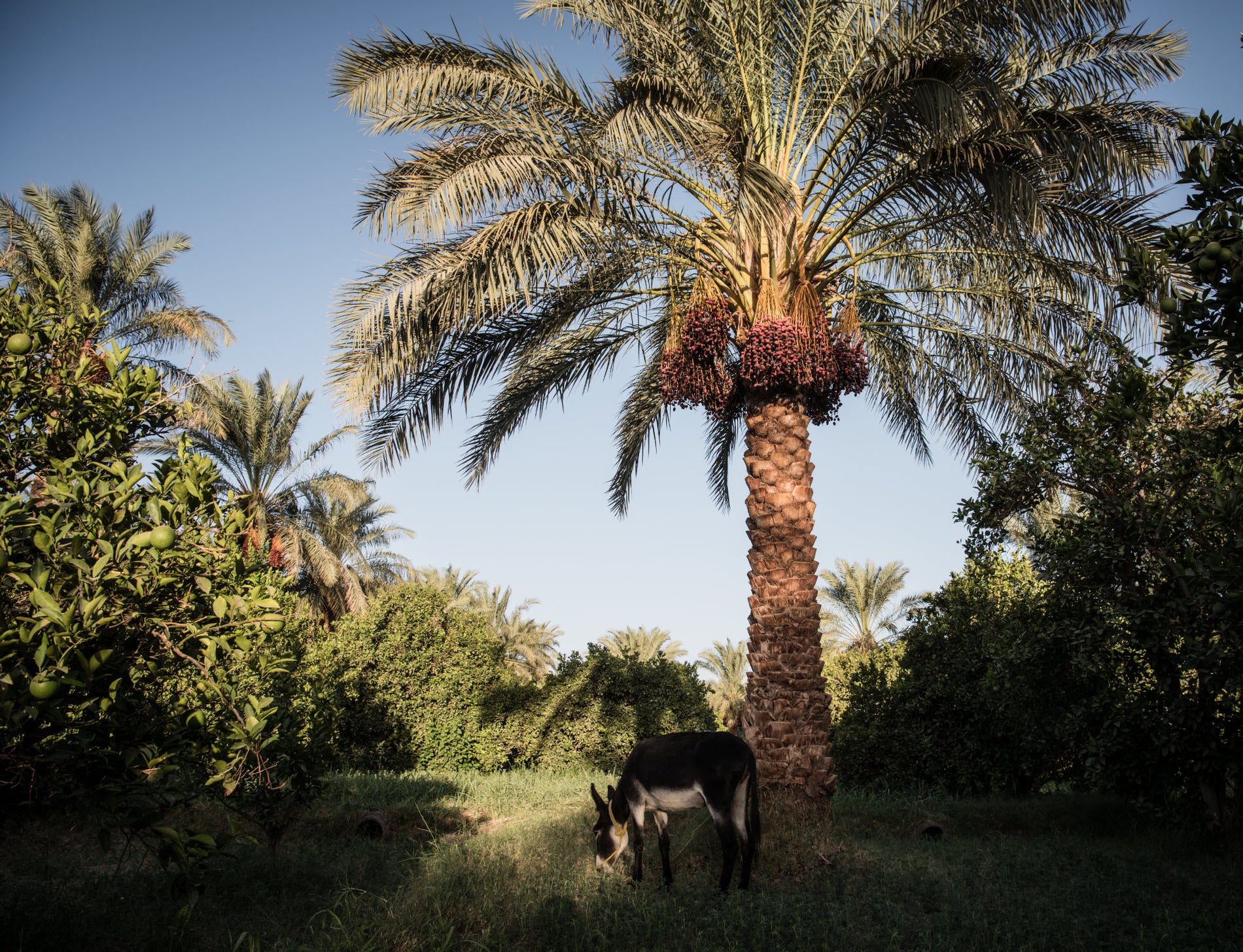 Our farms | NaraFood