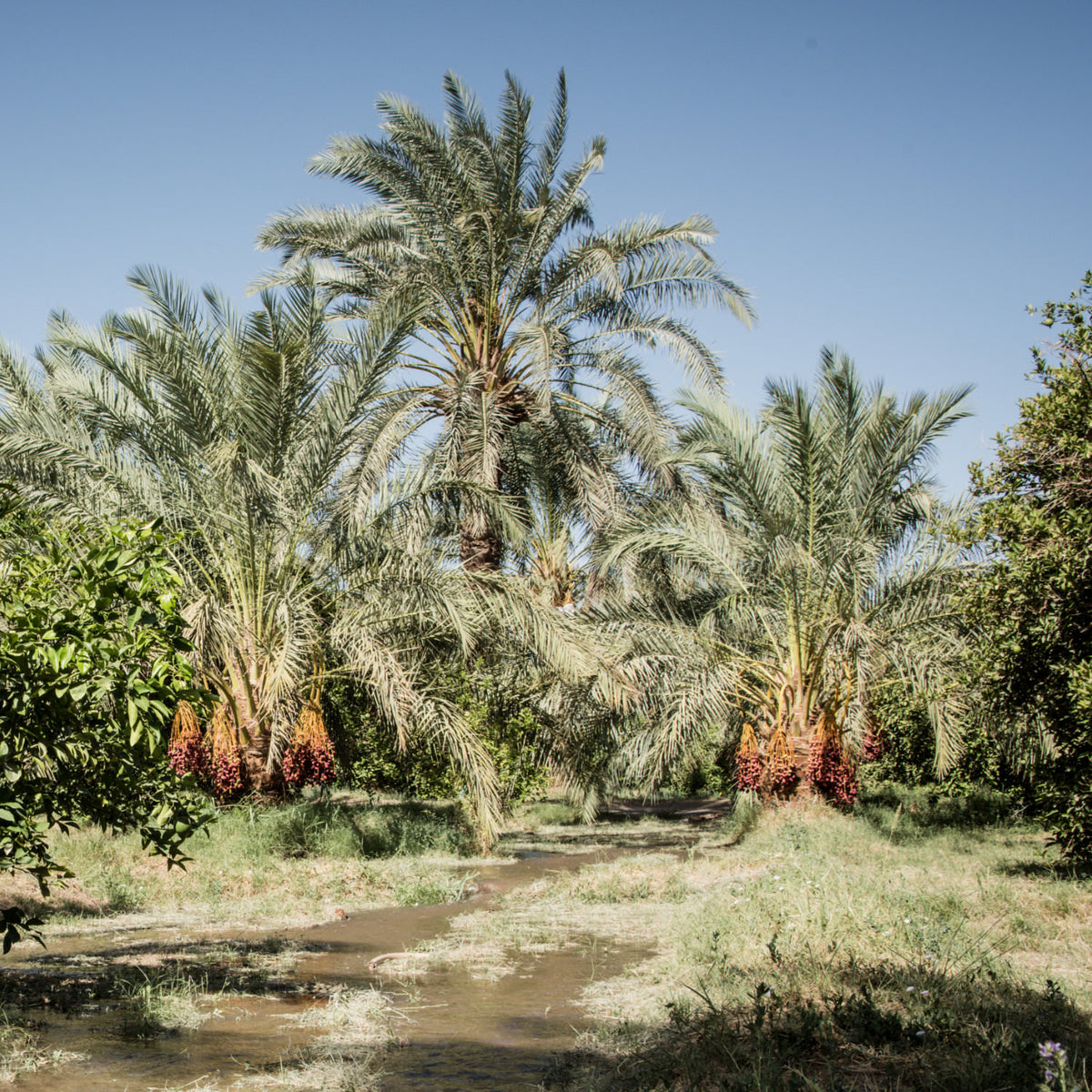 Our farms | NaraFood