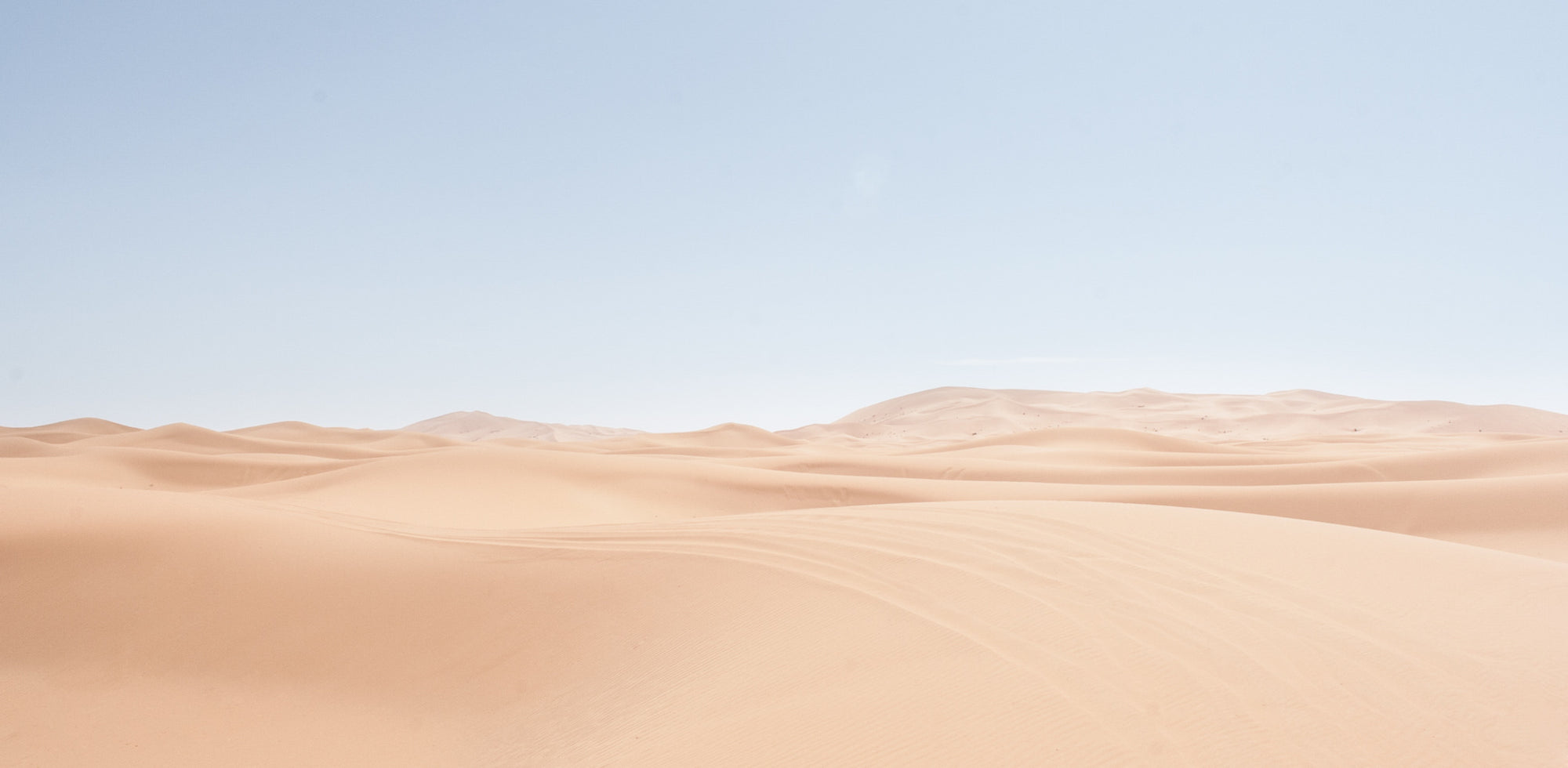 Dates & insects: Recognizing affected fruits | NaraFood